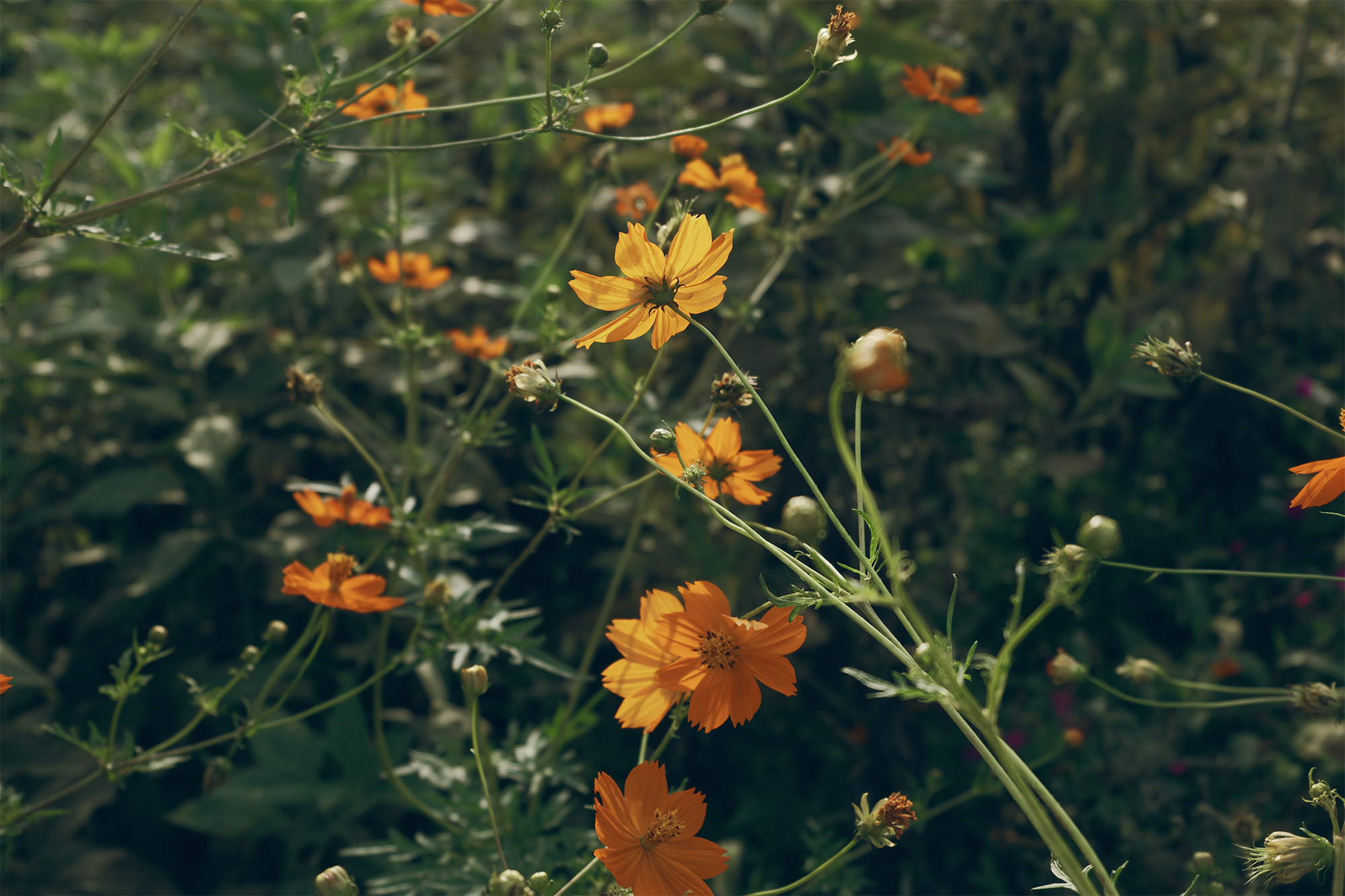 REAL TIME LUT - Panasonic